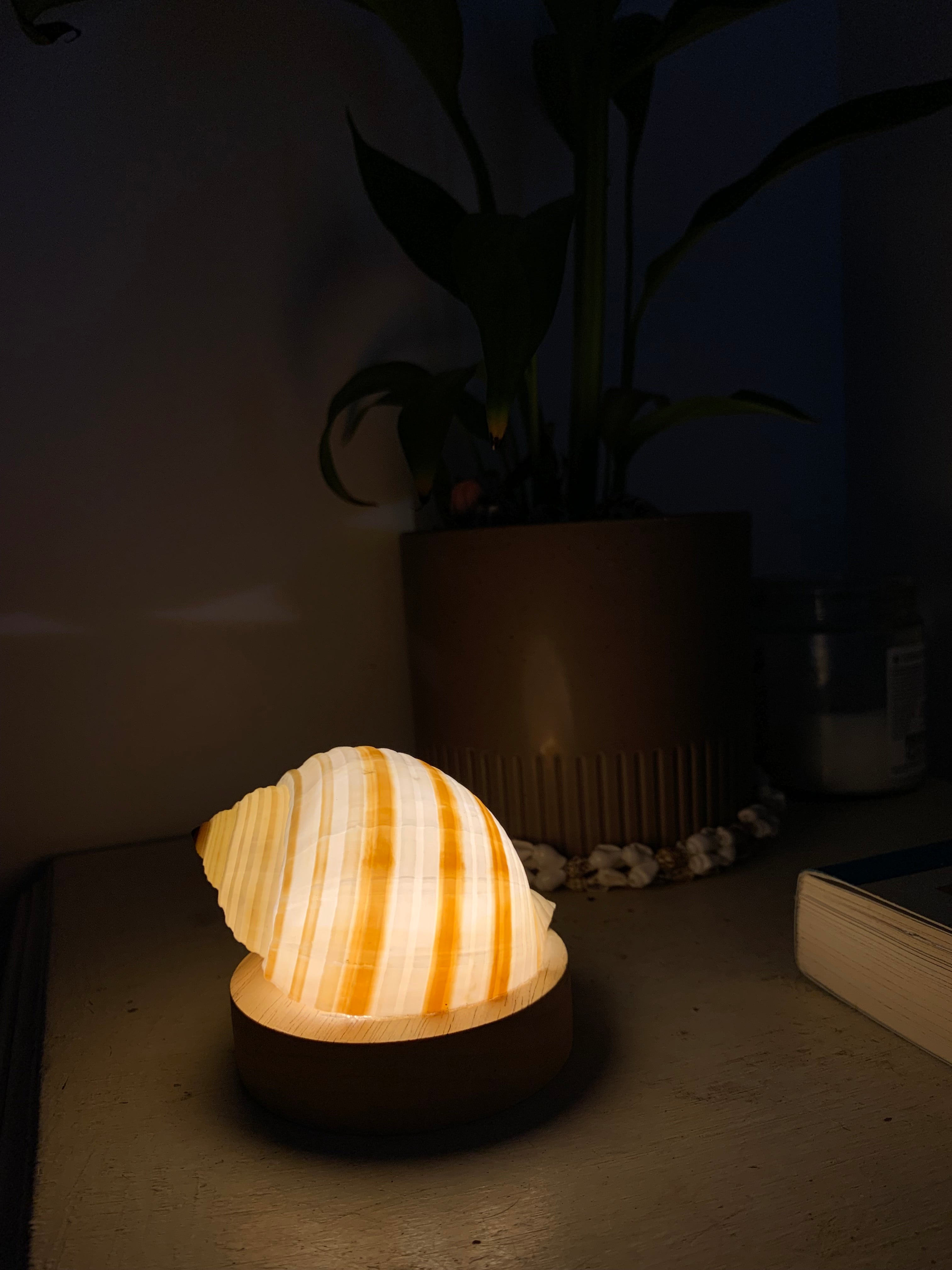 Products – Shellamps